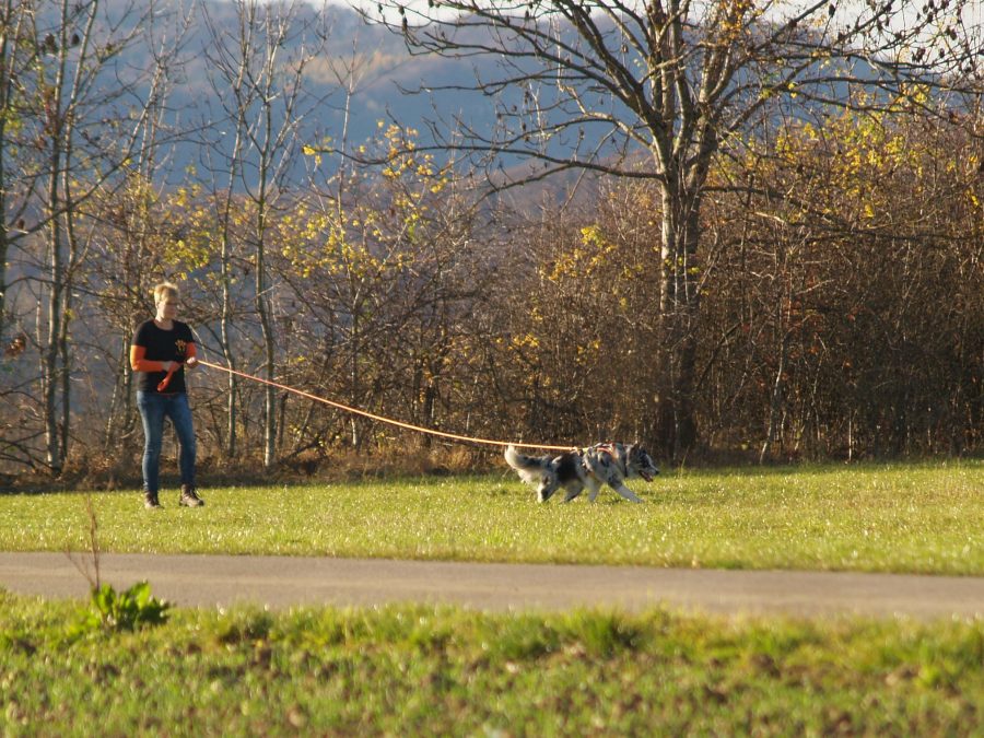 Nasenarbeit – Dog Team Alb
